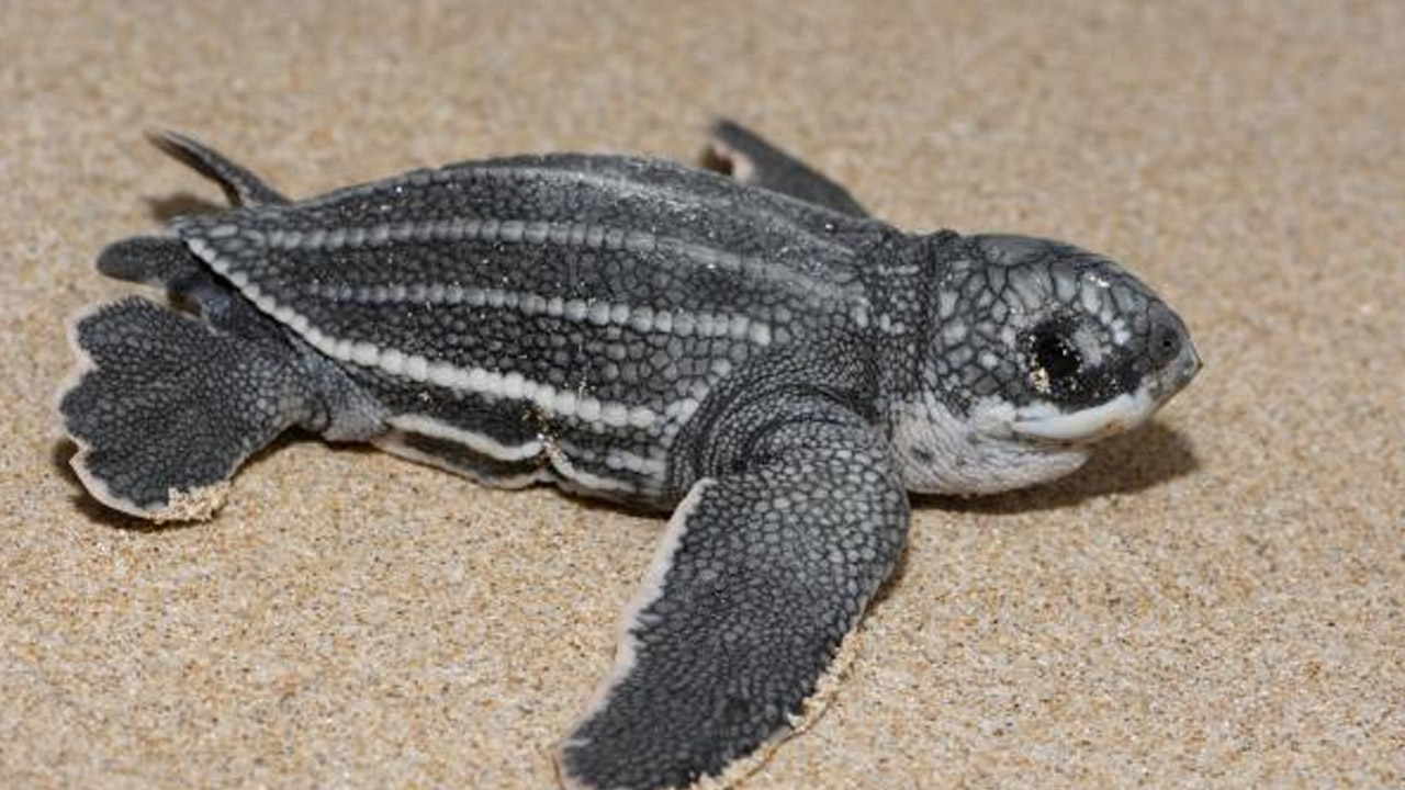 Liberan 46 crías de tortuga laúd en Oaxaca como parte de esfuerzos de ...